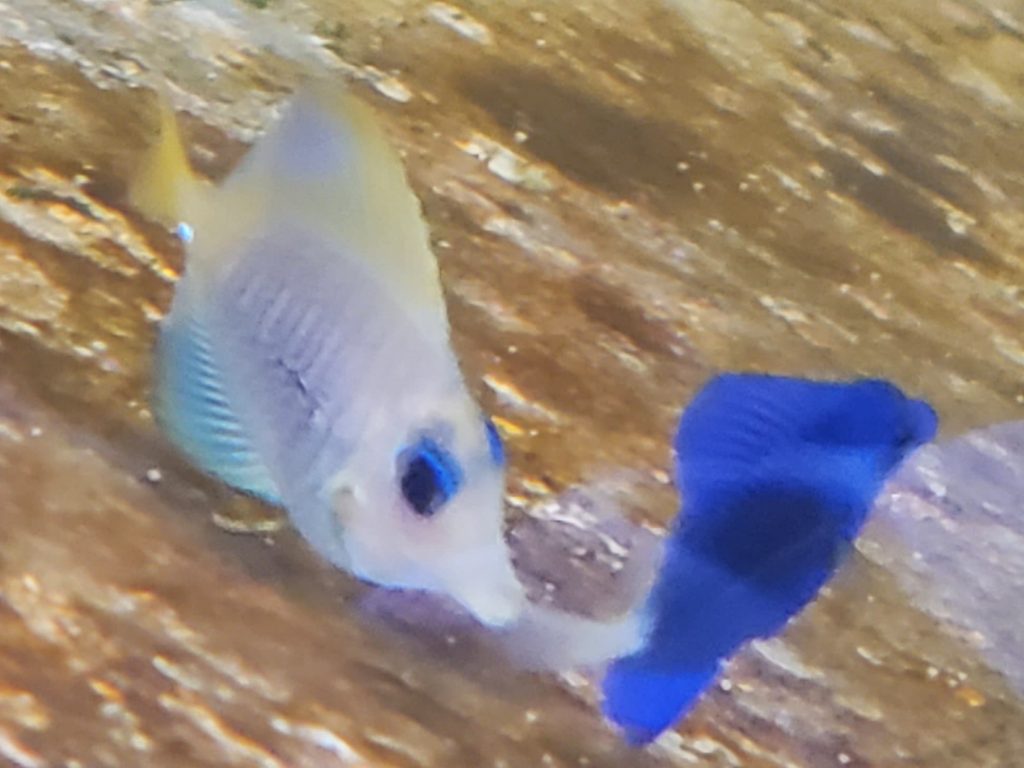 Mysterious ‘Zebra Tang’ Created by Bali Aquarich | Reef Builders | The ...