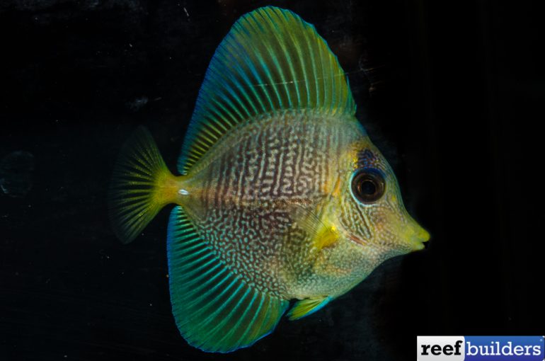 Mysterious ‘Zebra Tang’ Created by Bali Aquarich | Reef Builders | The ...