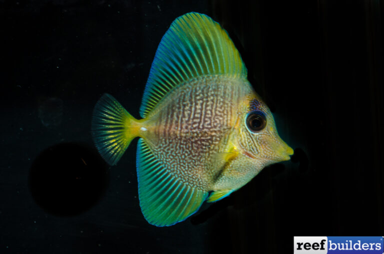 Update on the Mysterious ‘Zebra Tang’ from Bali Aquarich | Reef ...
