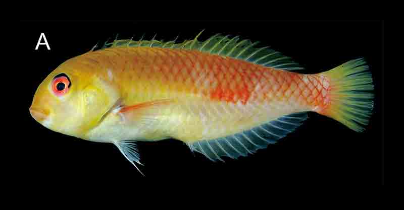 Novaculops compressus, a New Species from Japan Joins the Razor Wrasses ...