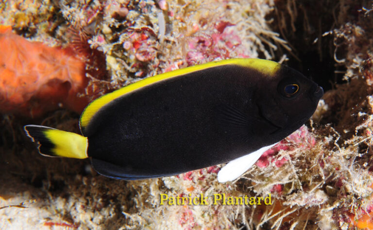 We’ve Never Seen This Uber Rare Angelfish Look Like This! | Reef ...