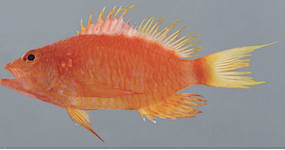 6 gallon SPS pico reef pushes the boundaries for nano tank enthusiasts ...