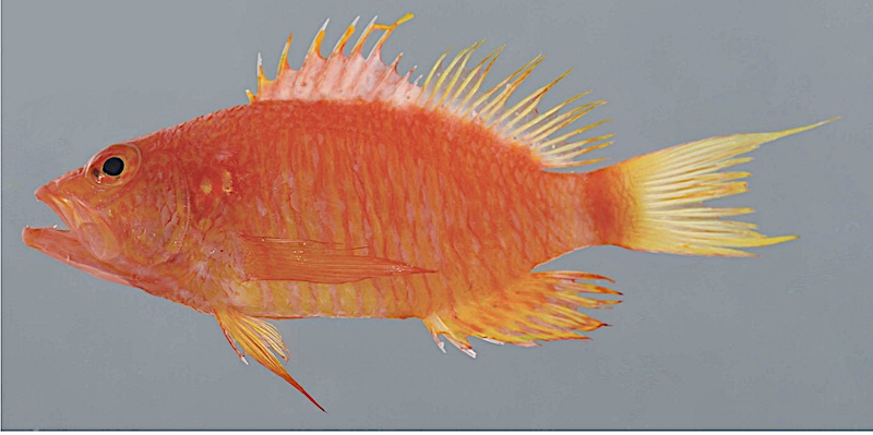 Plectranthias cruentus, a New Perchlet Species from Lord Howe Island ...