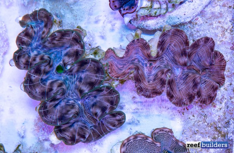 Red Sea Tridacna Clams Shine Best Under Daylight | Reef Builders | The ...