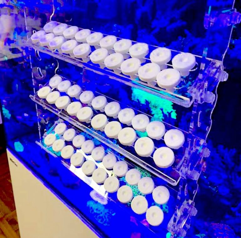 Lean Your Frags on Reefing Art’s Vertical Frag Rack | Reef Builders ...