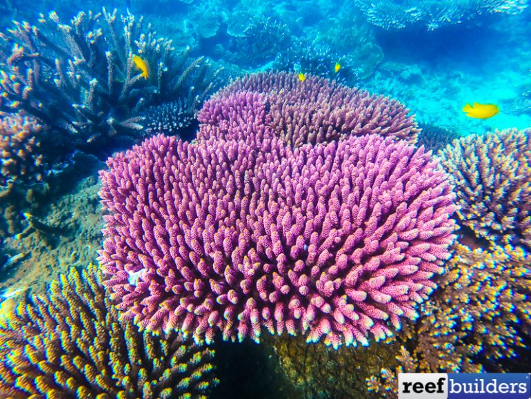 The Shape of Corals is Linked to How they Feed | Reef Builders | The ...