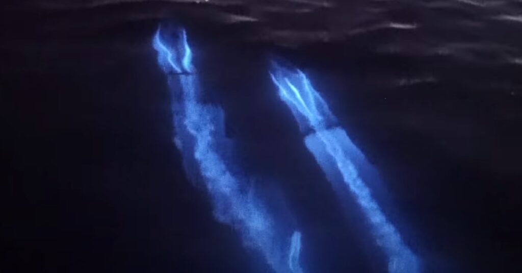Watch These Glowing Dolphins Surf Through Bioluminescent Algae | Reef Builders | The Reef and ...