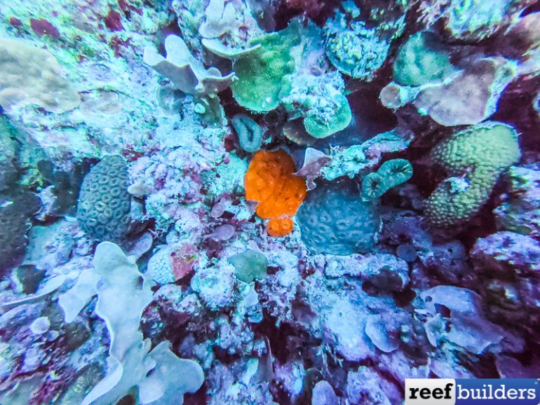 The Shape of Corals is Linked to How they Feed | Reef Builders | The ...