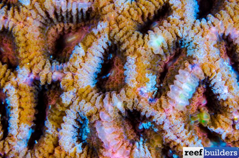 The Shape of Corals is Linked to How they Feed | Reef Builders | The ...