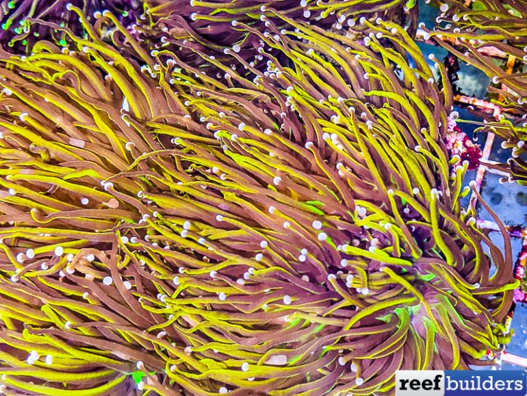 Indo Gold Torch are Back and More Colorful Than Ever | Reef Builders ...