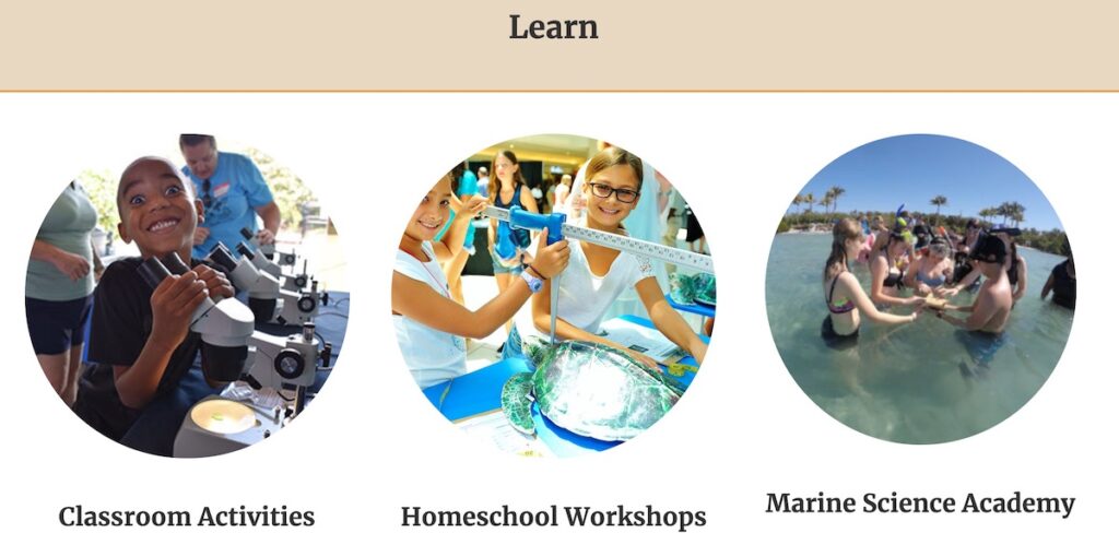 Learn at Home with Loggerhead Marine Life Center | Reef Builders | The ...