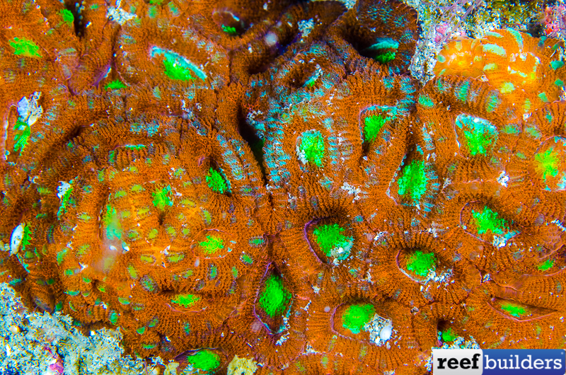 Micromussa amakusensis, the Original Small Polyp Micromussa | Reef ...
