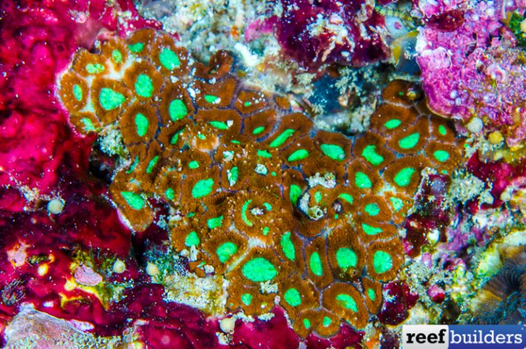 Micromussa amakusensis, the Original Small Polyp Micromussa | Reef ...