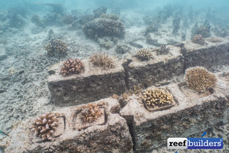 This Coral Restoration Method Helps Slow Down Slope Erosion | Reef ...