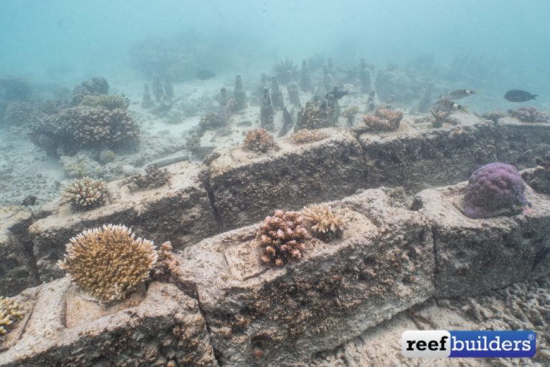 This Coral Restoration Method Helps Slow Down Slope Erosion | Reef ...