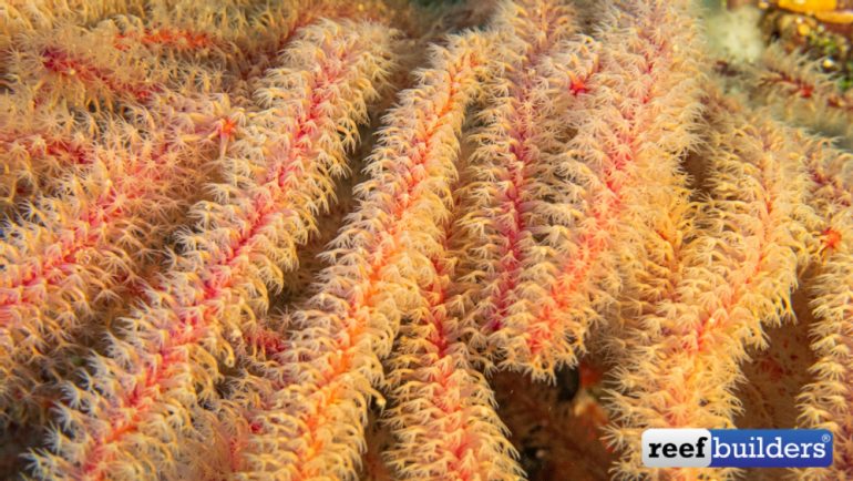 Octocorals Photographed In The Wild - North Sulawesi | Reef Builders ...
