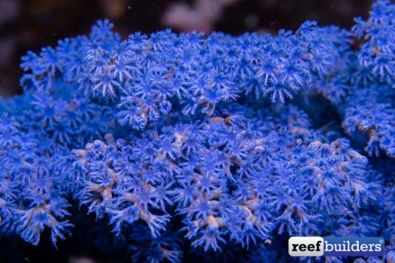 Octocorals Photographed In The Wild - North Sulawesi | Reef Builders ...