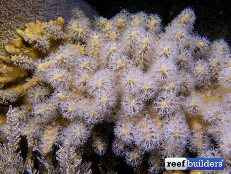 Octocorals Photographed In The Wild - North Sulawesi | Reef Builders ...