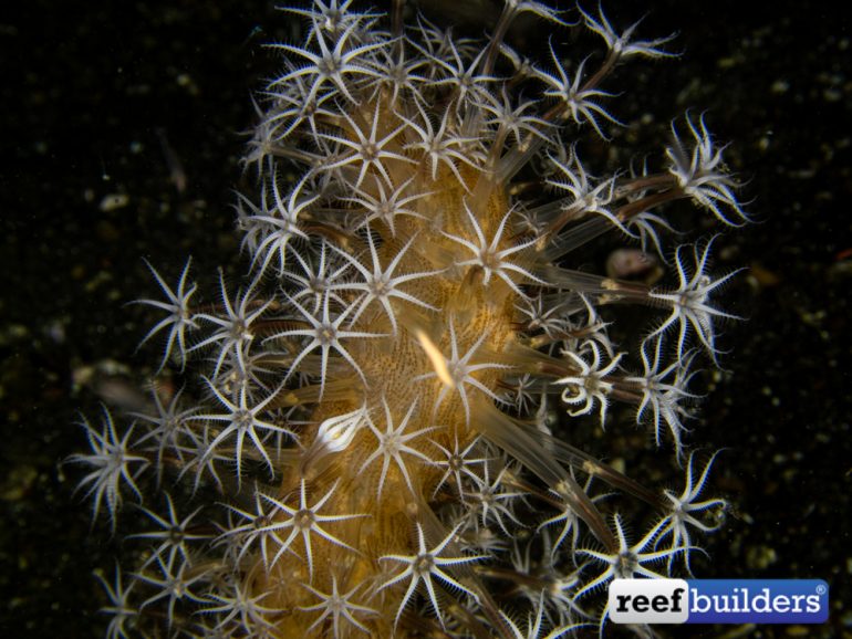 Octocorals Photographed In The Wild - North Sulawesi | Reef Builders ...