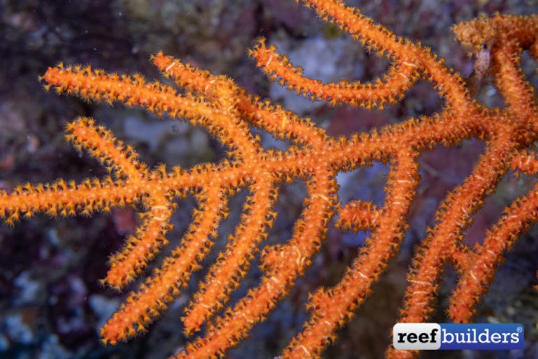 Octocorals Photographed In The Wild - North Sulawesi | Reef Builders ...