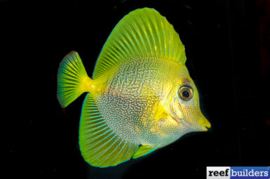 Update on the Mysterious ‘Zebra Tang’ from Bali Aquarich | Reef ...