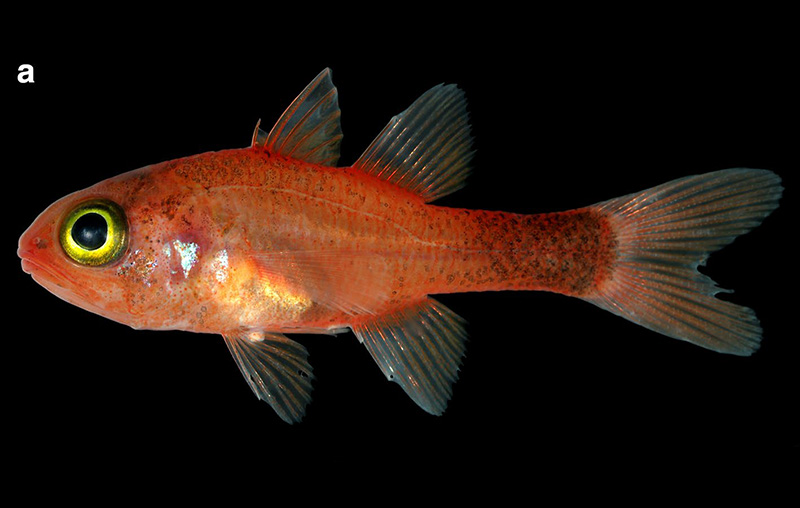 Apogon soloriensis, a New Cardinalfish from Japan | Reef Builders | The ...