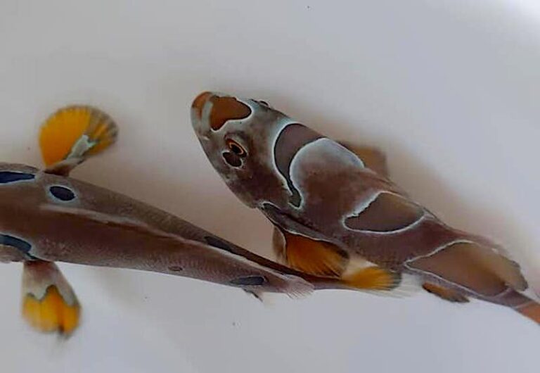 Sneak Peek at New Clownfish Being Developed Bali Aquarich | Reef ...