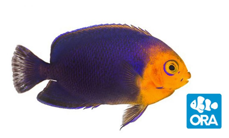 African Flameback Now Being Cultured by ORA | Reef Builders | The Reef ...