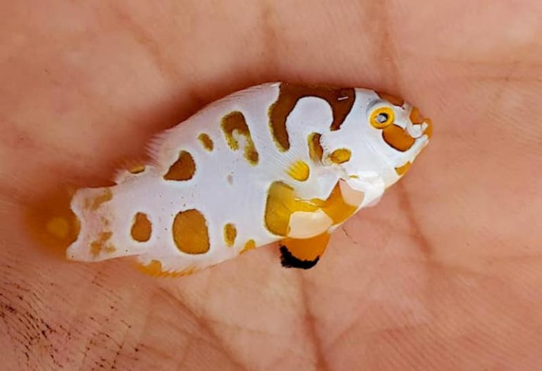 Sneak Peek at New Clownfish Being Developed Bali Aquarich | Reef ...