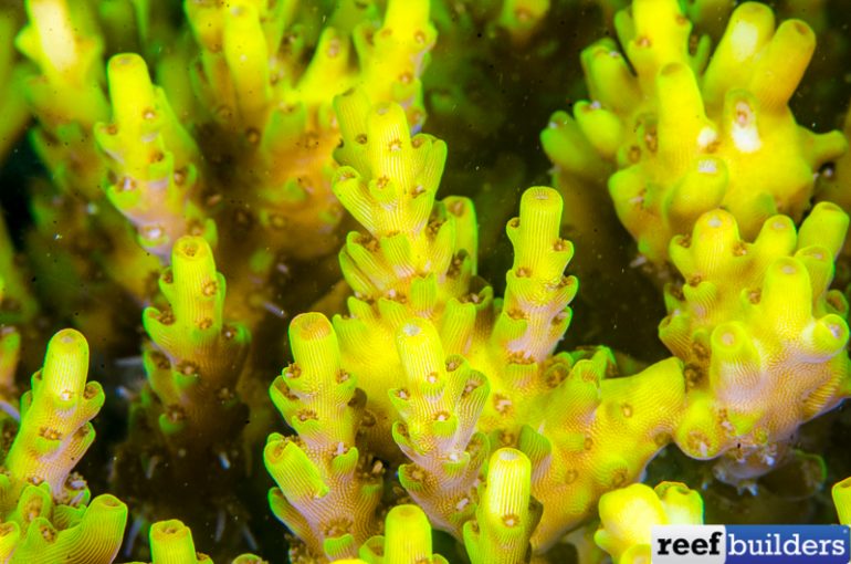 Pikachu Acropora microclados, a New OG Reef Tank Coral? | Reef Builders ...