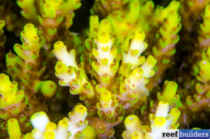 Pikachu Acropora microclados, a New OG Reef Tank Coral? | Reef Builders ...