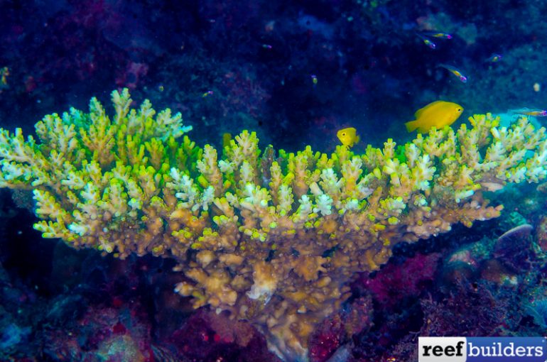 Pikachu Acropora microclados, a New OG Reef Tank Coral? | Reef Builders ...