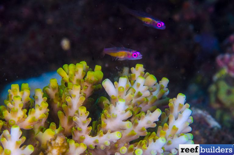 Pikachu Acropora microclados, a New OG Reef Tank Coral? | Reef Builders ...