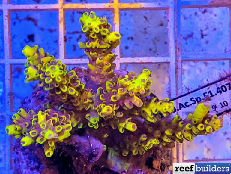 Pikachu Acropora microclados, a New OG Reef Tank Coral? | Reef Builders ...