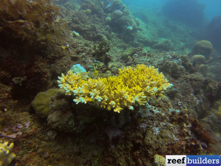 Pikachu Acropora microclados, a New OG Reef Tank Coral? | Reef Builders ...