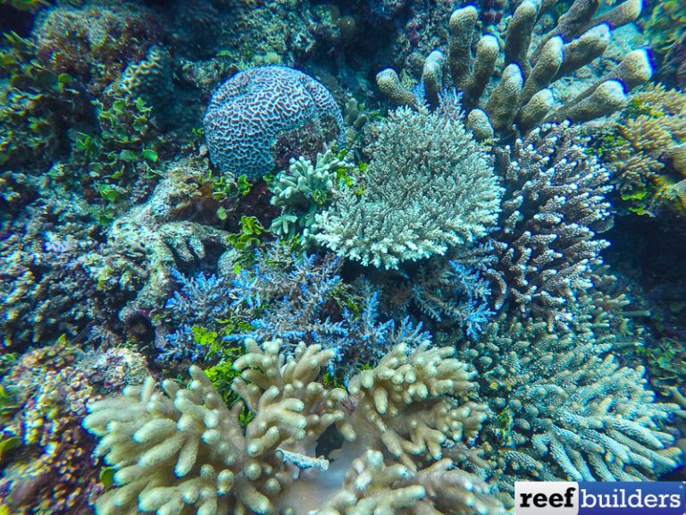 Acropora striata, a Skinny Version of the Beloved Tenuis Acro | Reef ...