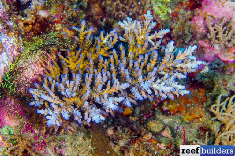 Acropora striata, a Skinny Version of the Beloved Tenuis Acro | Reef ...