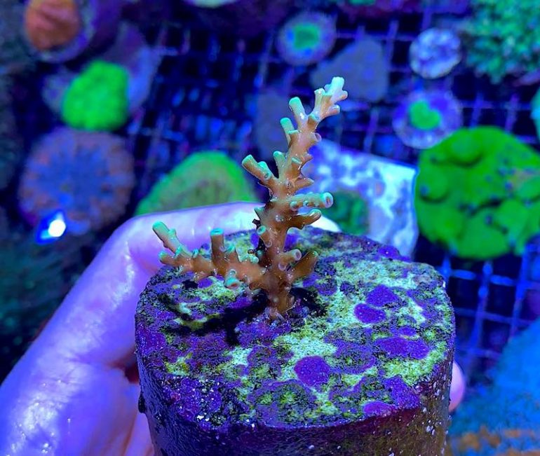 Acropora striata, a Skinny Version of the Beloved Tenuis Acro | Reef ...