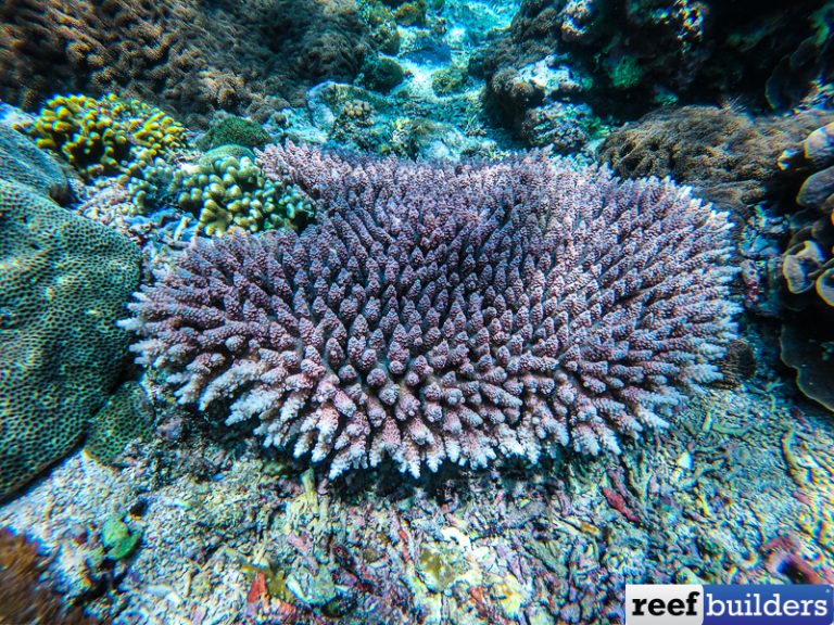 Acropora striata, a Skinny Version of the Beloved Tenuis Acro | Reef ...