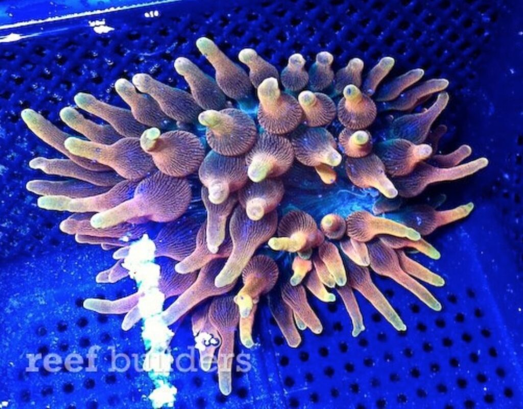 The Challenge Of Adding Bubble Tip Anemones To A Stocked Reef System ...