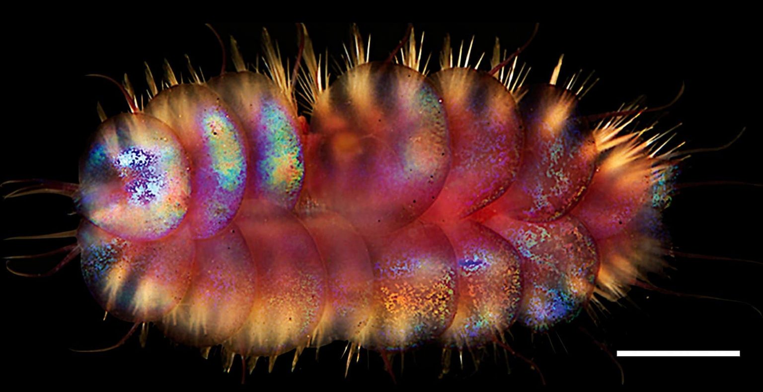 Hungry Hungry Scale Worms: Scientists Discover Four New Species of Deep ...