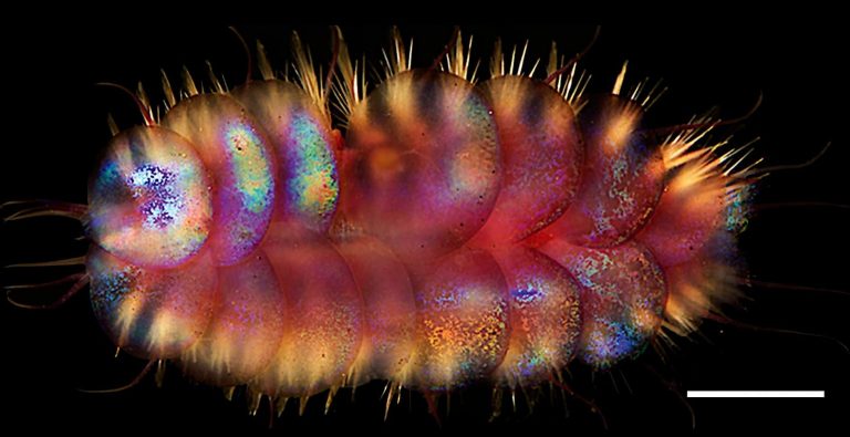 Hungry Hungry Scale Worms: Scientists Discover Four New Species of Deep ...