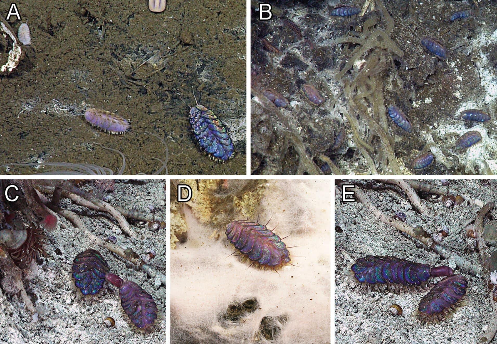 Hungry Hungry Scale Worms: Scientists Discover Four New Species of Deep ...