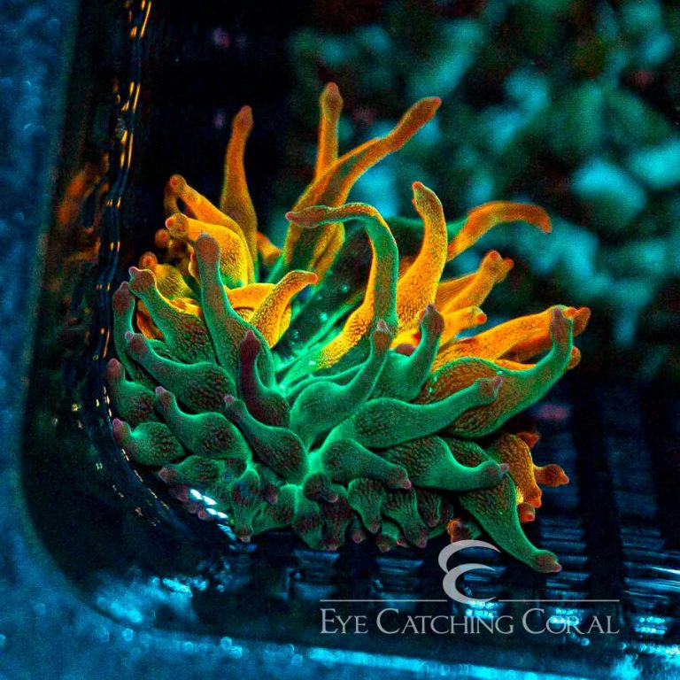 Nexus Burst Anemones from Eye Catching Coral | Reef Builders | The Reef ...