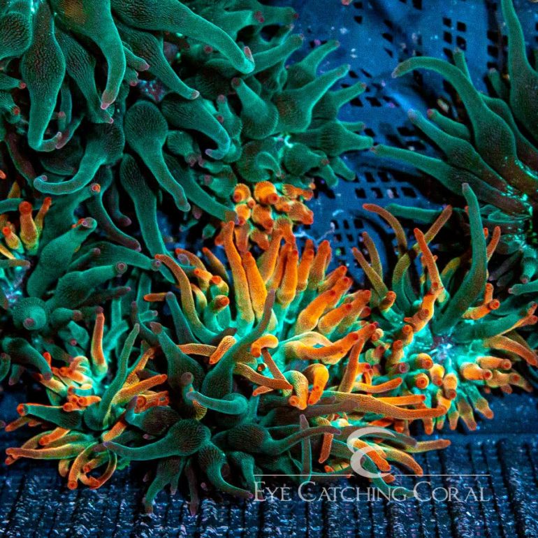 Nexus Burst Anemones from Eye Catching Coral | Reef Builders | The Reef ...