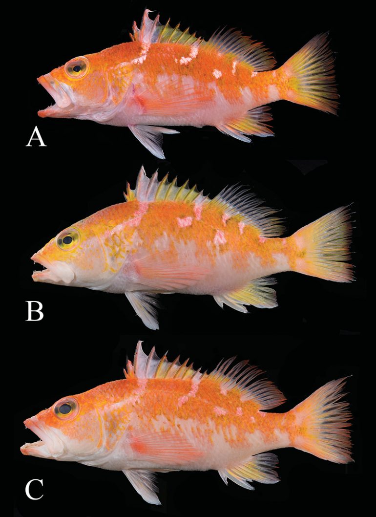 Plectranthias purpuralepis is Taiwan’s Newest Basslets Species | Reef ...