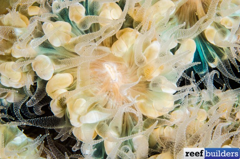 The Myth of LPS Corals Living in ‘Dirty Water’ | Reef Builders | The ...