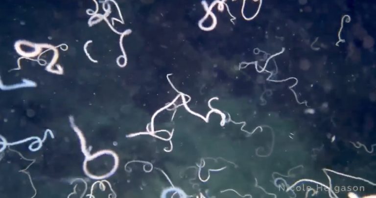 This Night Dive Was FULL Of Polychaete Worms | Reef Builders | The Reef ...