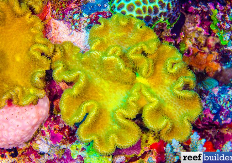 Tag: yellow toadstool | Reef Builders | The Reef and Saltwater Aquarium ...