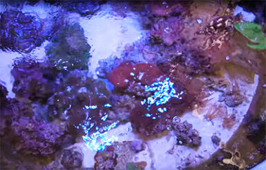 Substrate Update | Reef Builders | The Reef and Saltwater Aquarium Blog